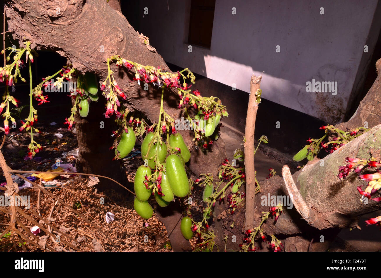 Bimbli (Bilimbi), a sour fruit and its flowers on the tree, found in ...