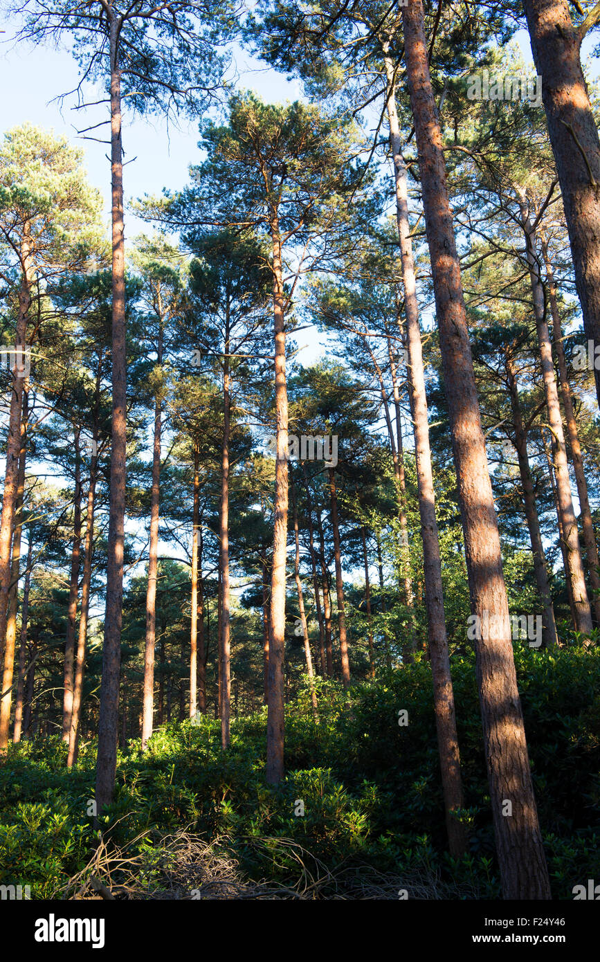 Lavington hi-res stock photography and images - Alamy