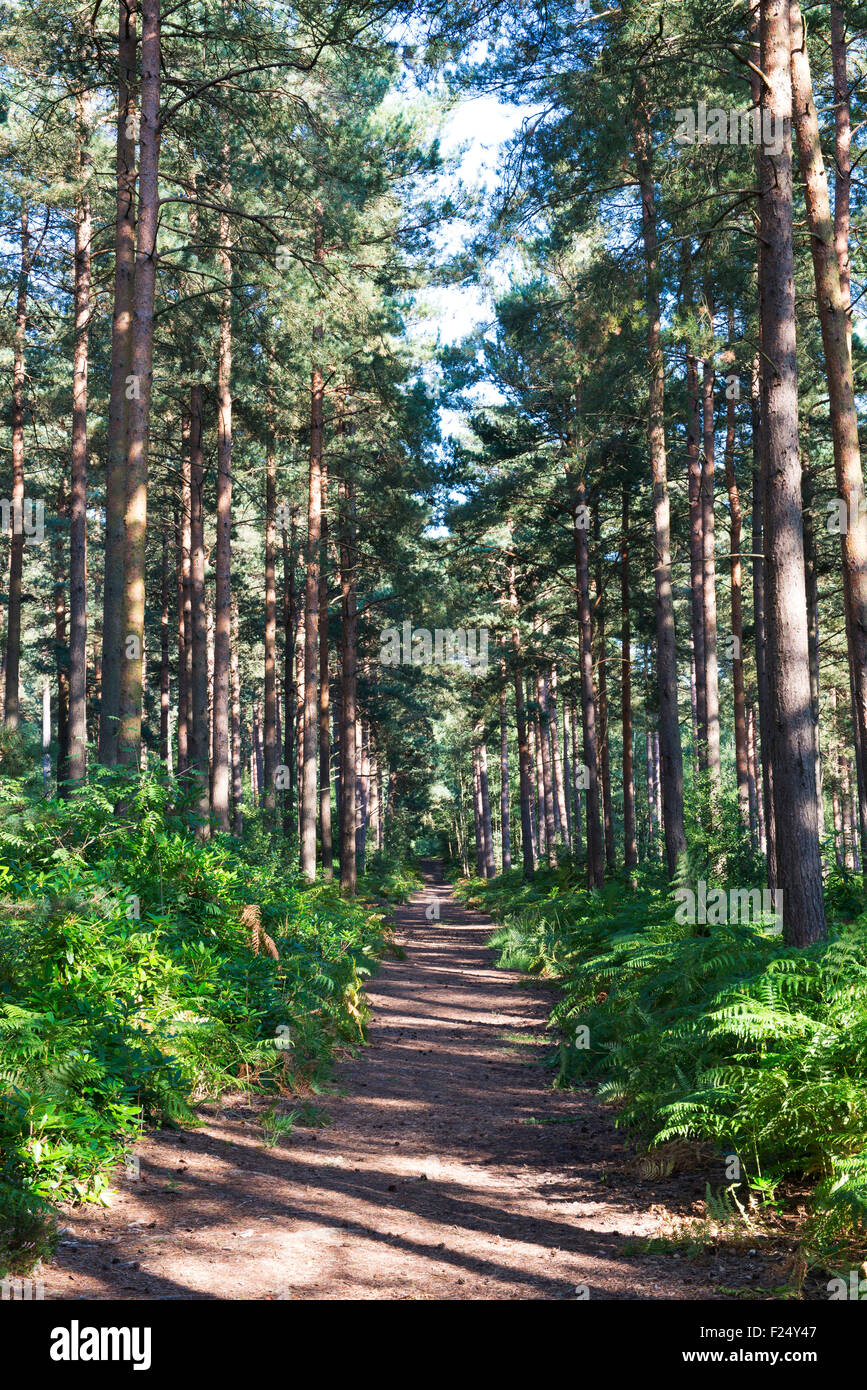 Lavington common hi-res stock photography and images - Alamy