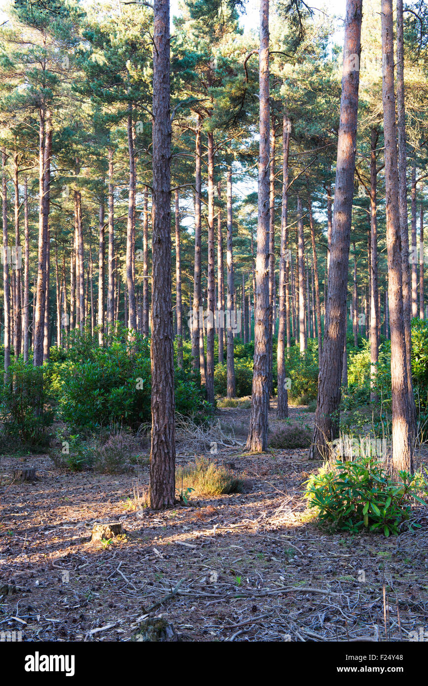 An early autumn afternoon in the pine forest adjacent to Lavington ...