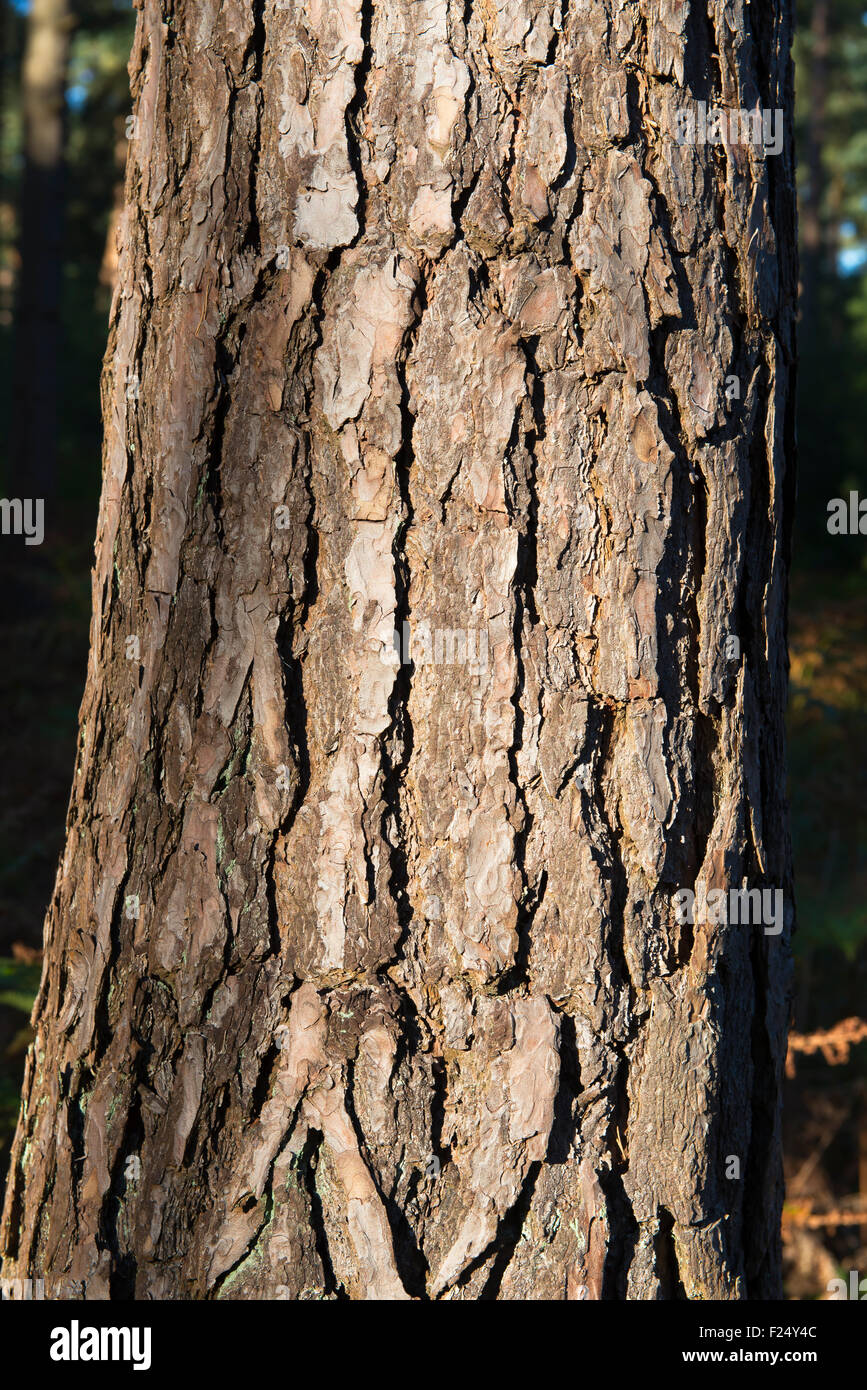A study of the trunk of a pine tree Stock Photo - Alamy