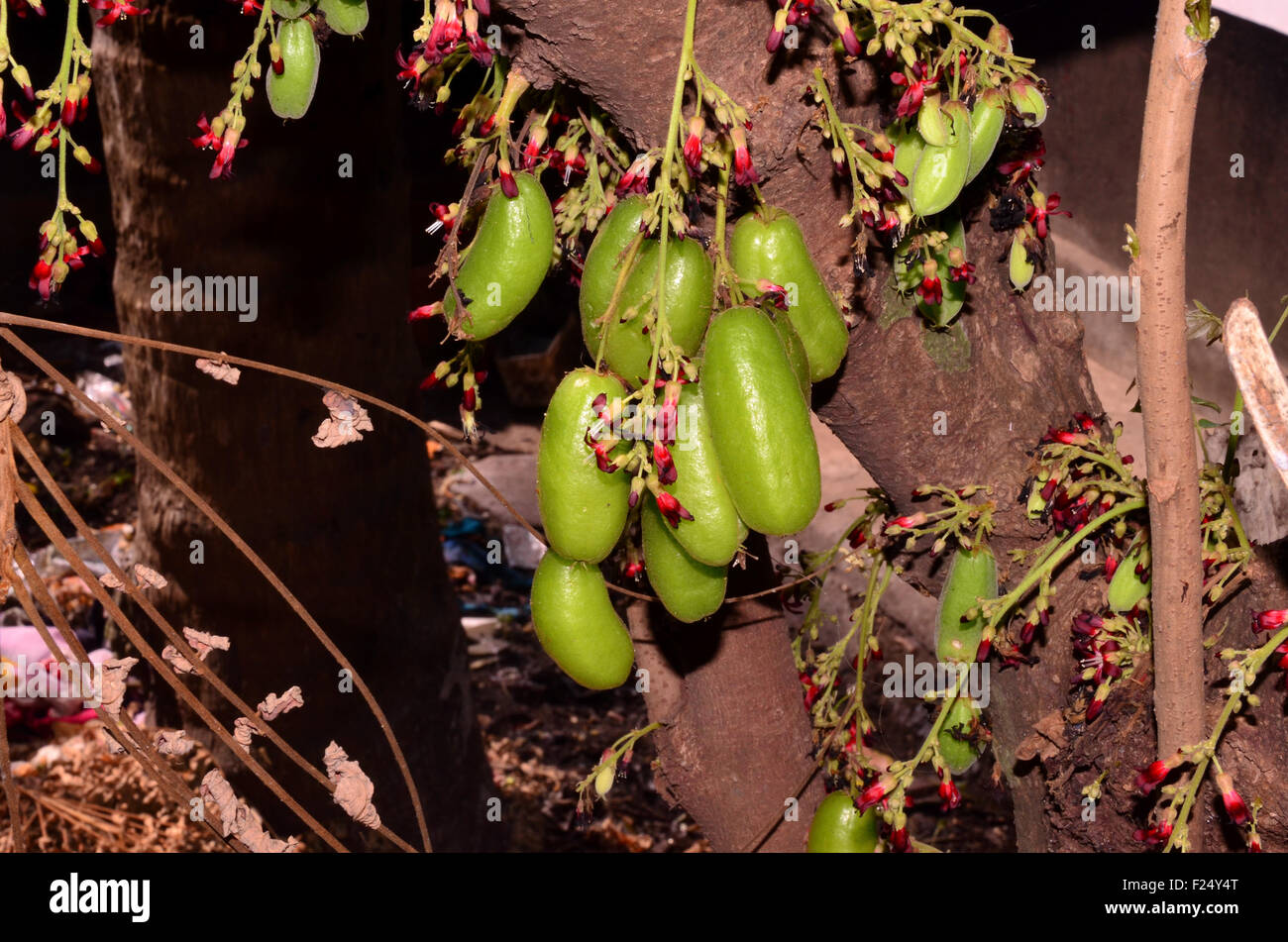 Bimbli (Bilimbi), a sour fruit and its flowers on the tree, found in ...