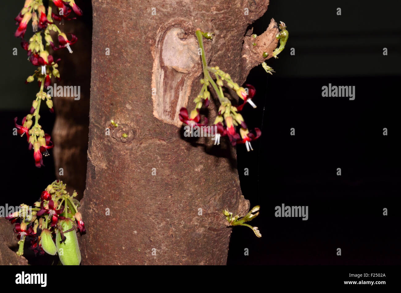 Bimbli (Bilimbi), a sour fruit and its flowers on the tree, found in ...