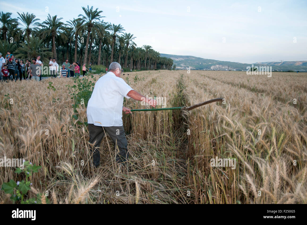 Man uses a scythe to harvest wheat during the spring harvest ...