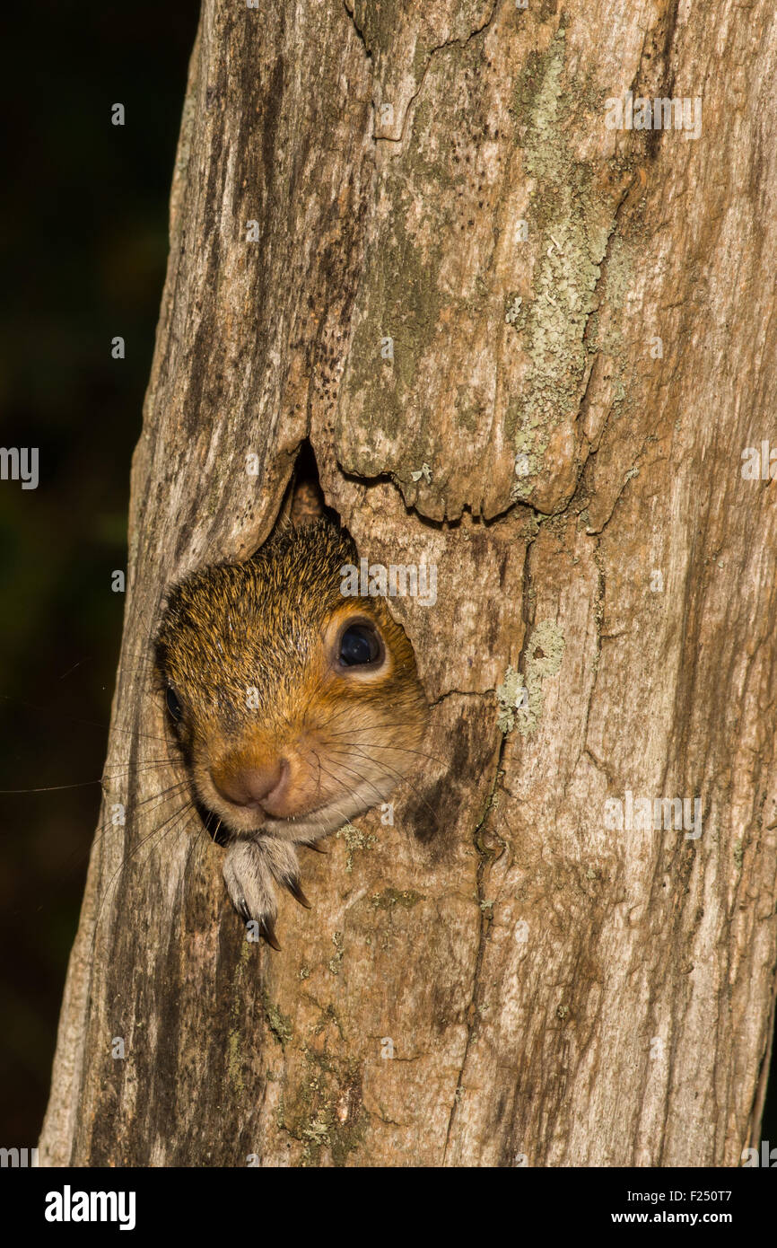 Grey squirrel young hi-res stock photography and images - Alamy