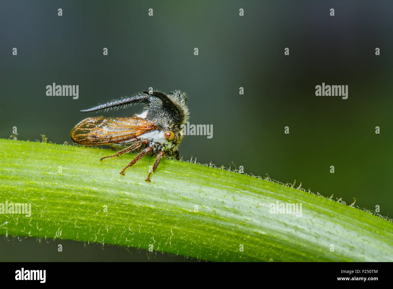 Insect on the green grass Stock Photo - Alamy