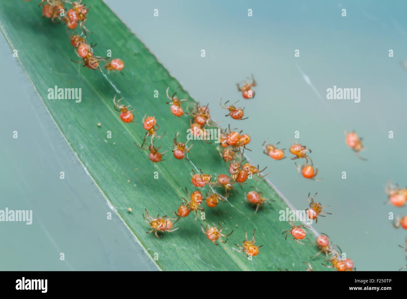 Groups of babies spider Stock Photo - Alamy