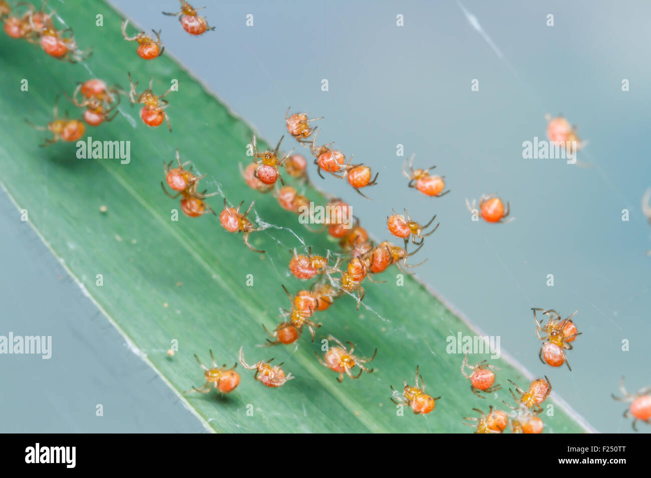 Groups of babies spider Stock Photo - Alamy