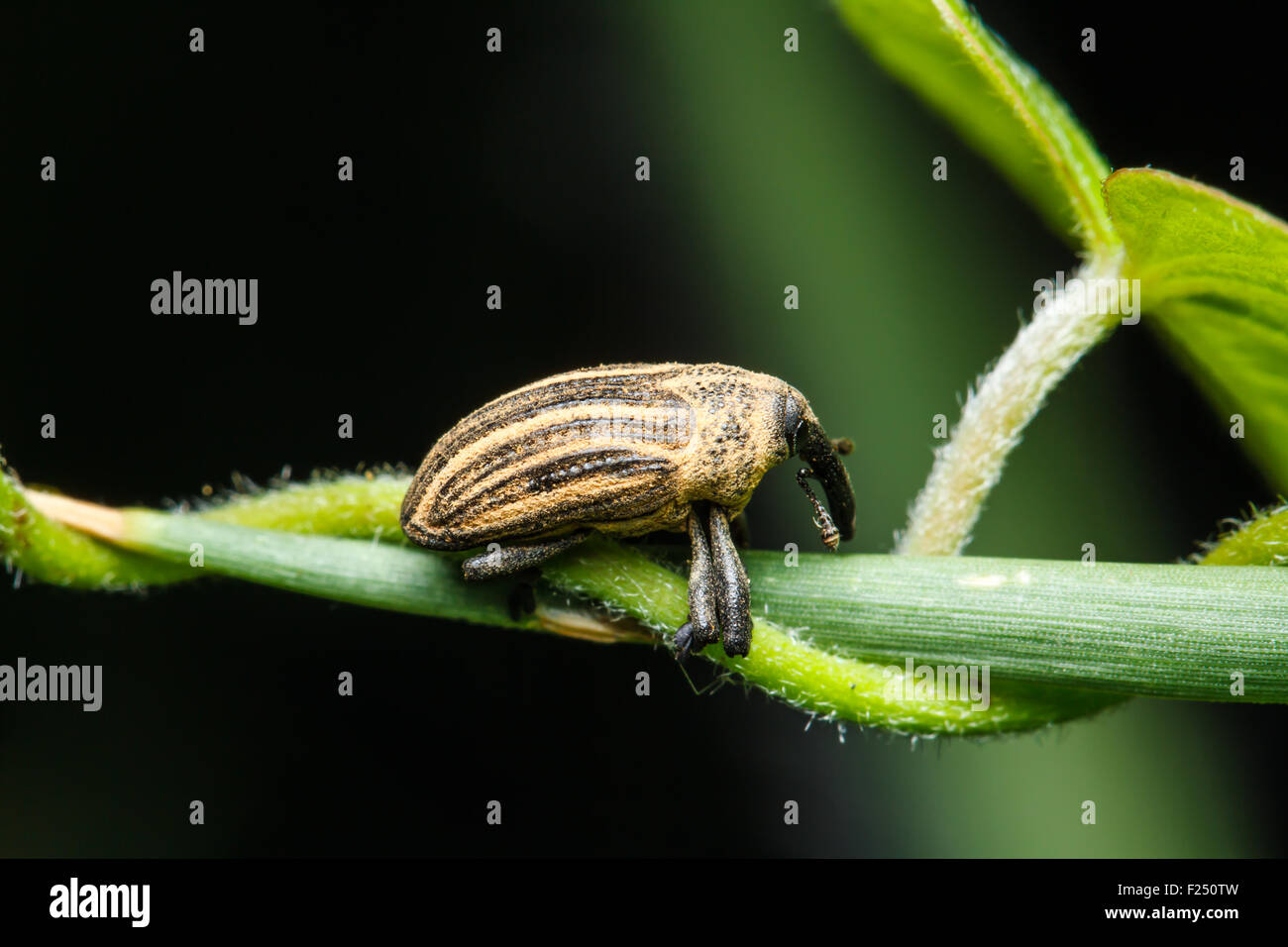 Green insect eye hi-res stock photography and images - Alamy