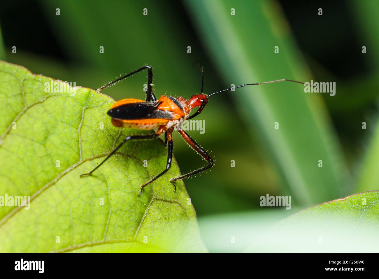Insect on the green grass Stock Photo - Alamy