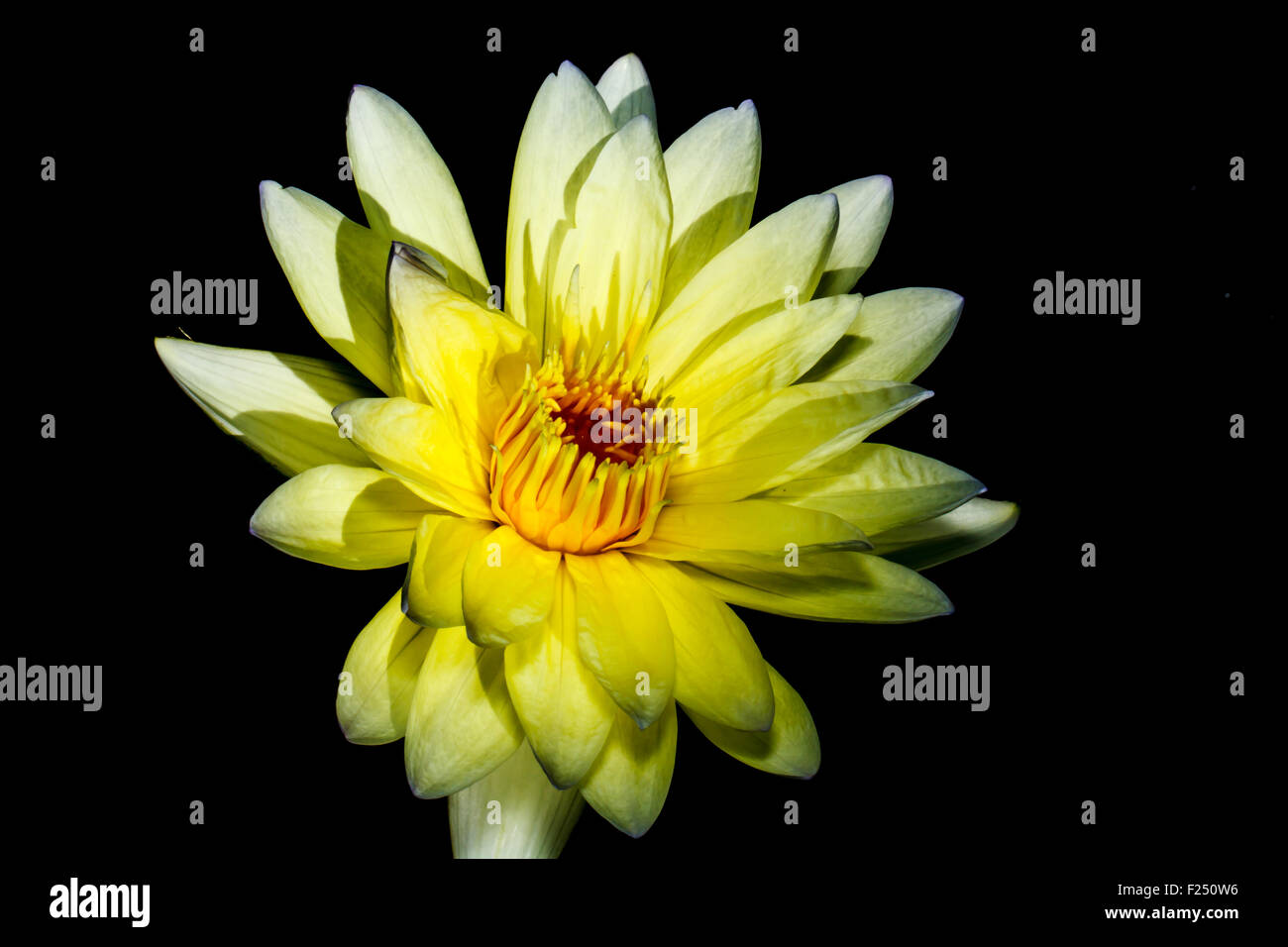 Yellow lotus close up Stock Photo - Alamy