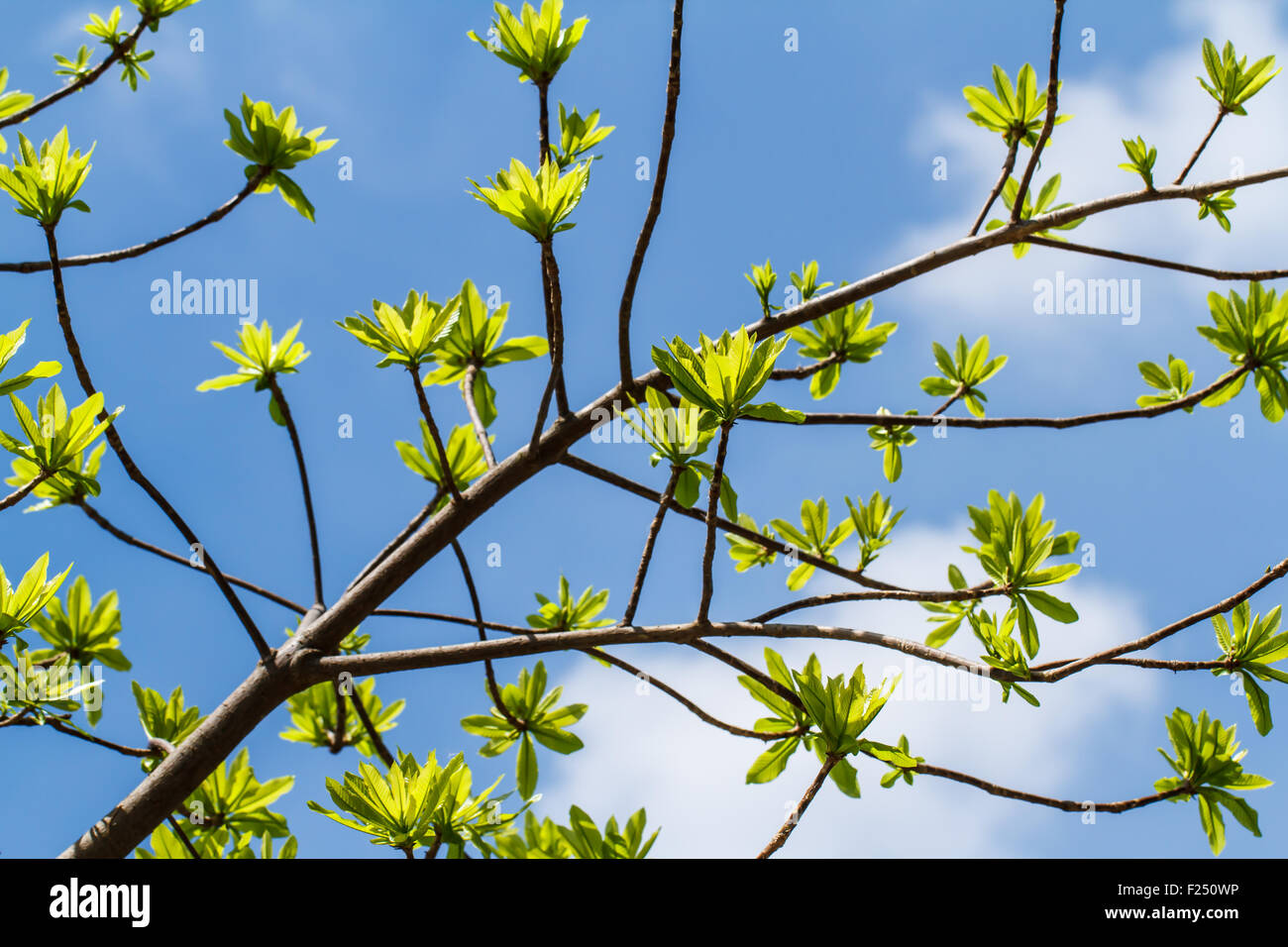 First leaves on tree in spring Stock Photo - Alamy