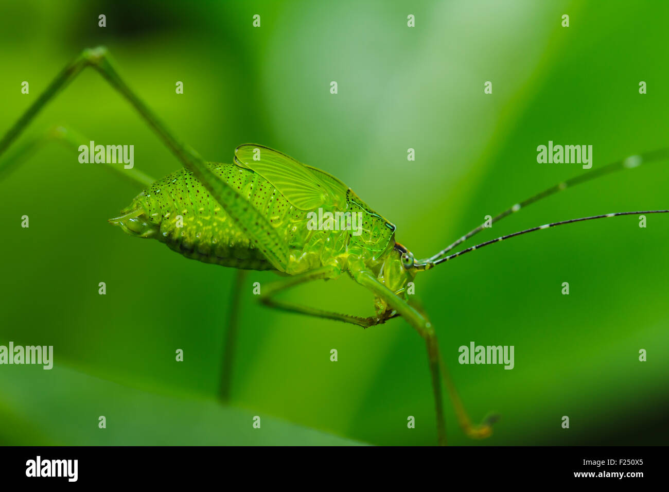 Grasshopper close up hi-res stock photography and images - Alamy
