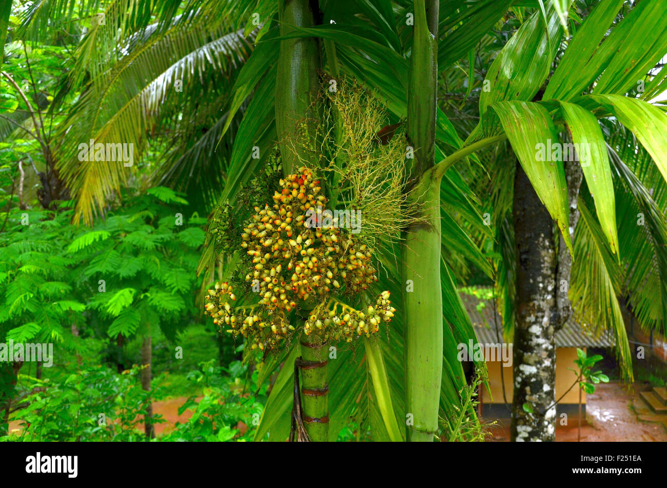 Areca Nut (Supari) palm with bunch of areca nuts Stock Photo - Alamy