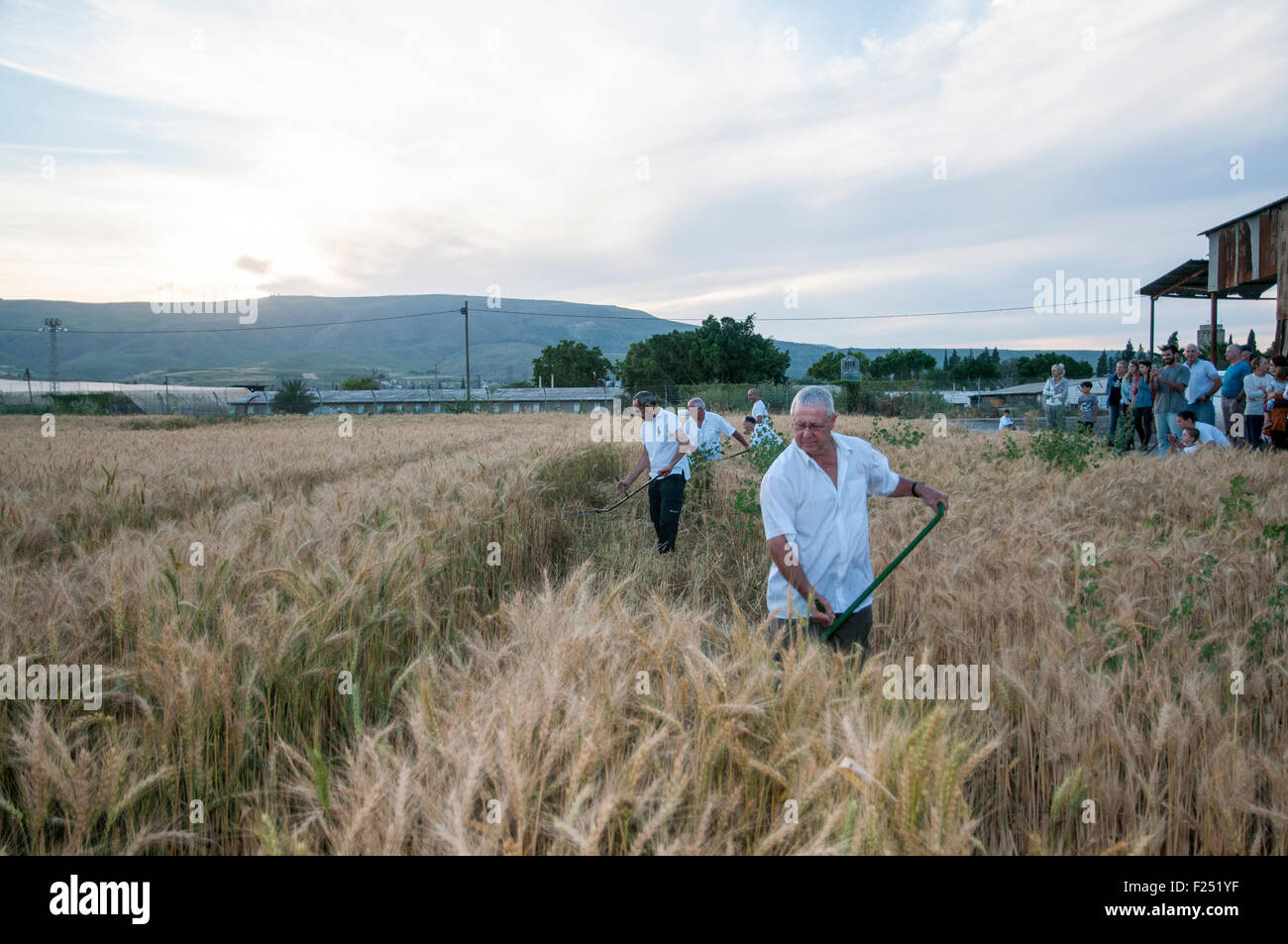 Man uses a scythe to harvest wheat during the spring harvest ...
