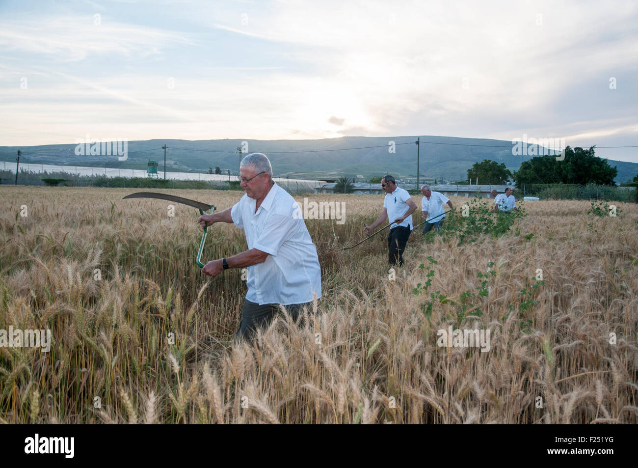 Wheat scythe harvest hi-res stock photography and images - Alamy