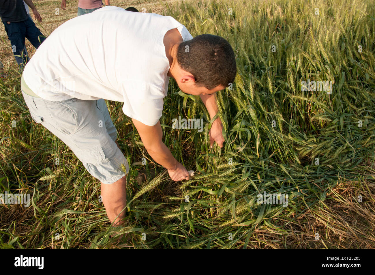 Sickle agriculture hi-res stock photography and images - Alamy