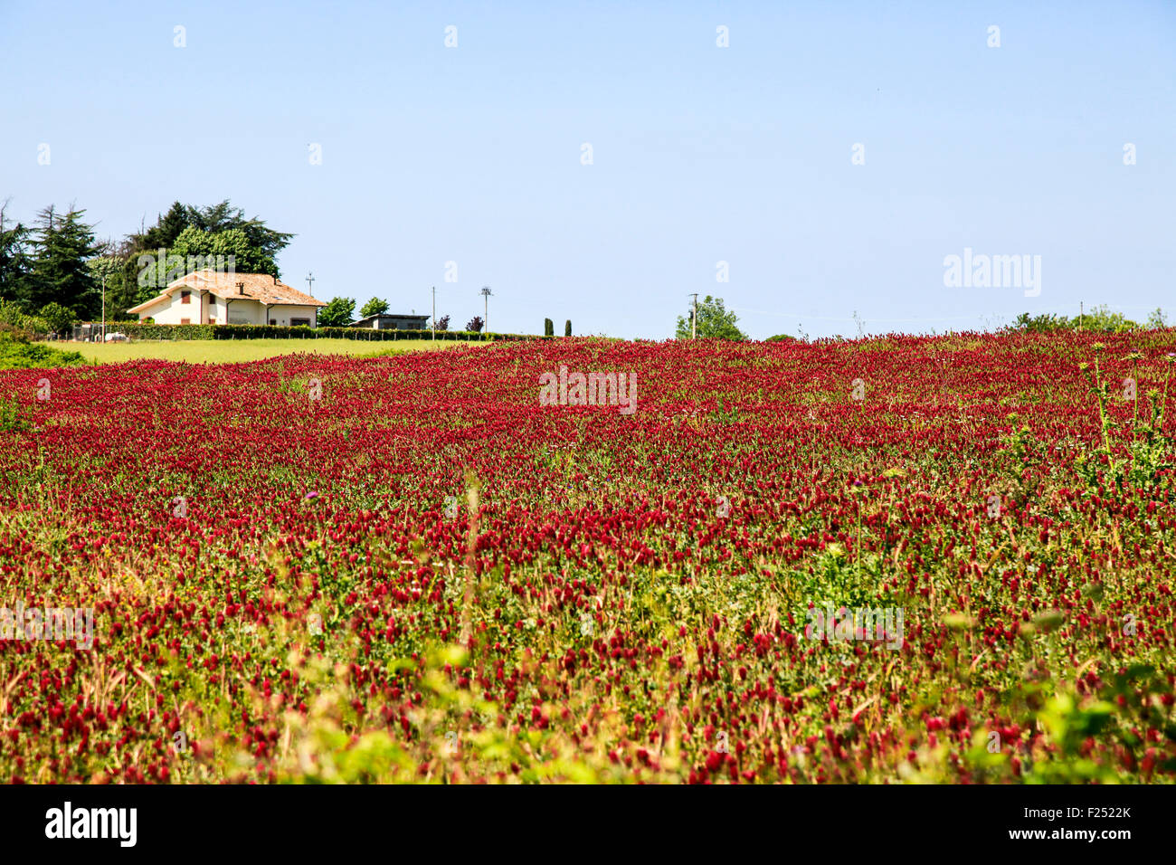 A field of common sainfoin (Onobrychis viciifolia) Photographed in ...