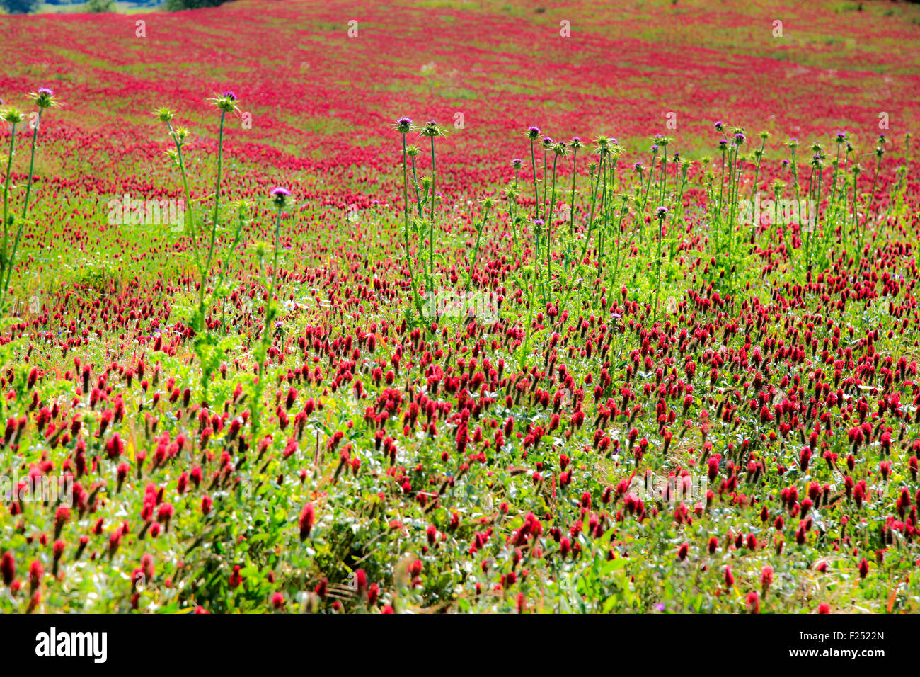 A field of common sainfoin (Onobrychis viciifolia) Photographed in ...