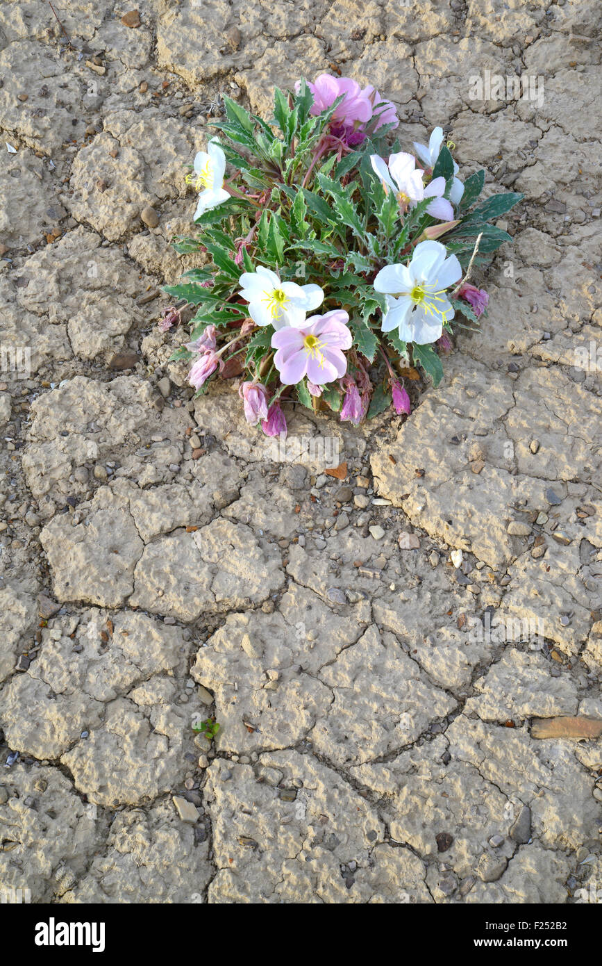 The stark landscape of Factory Butte Recreation Area in Luna Mesa along ...