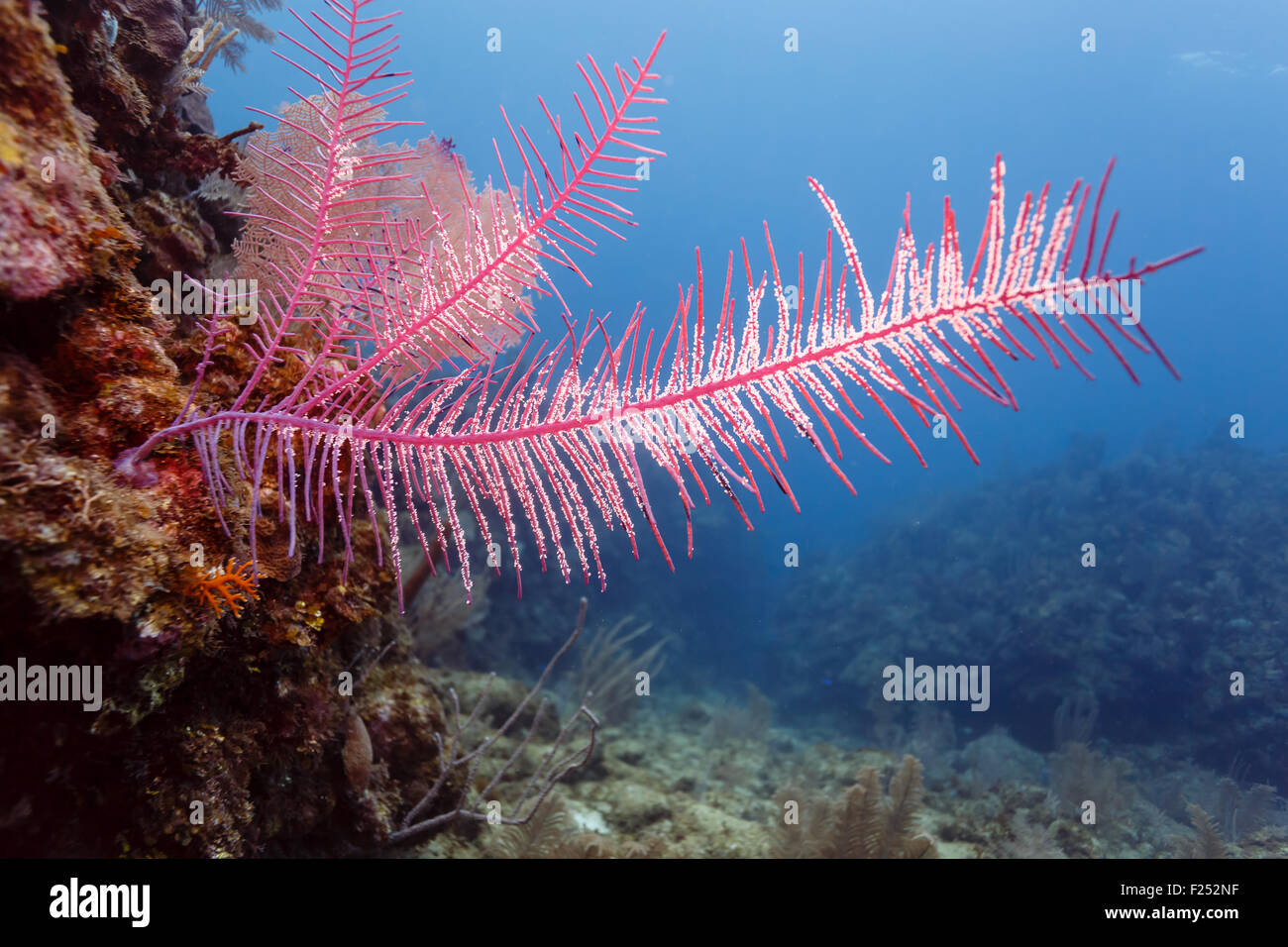 Pink branch coral Stock Photo - Alamy