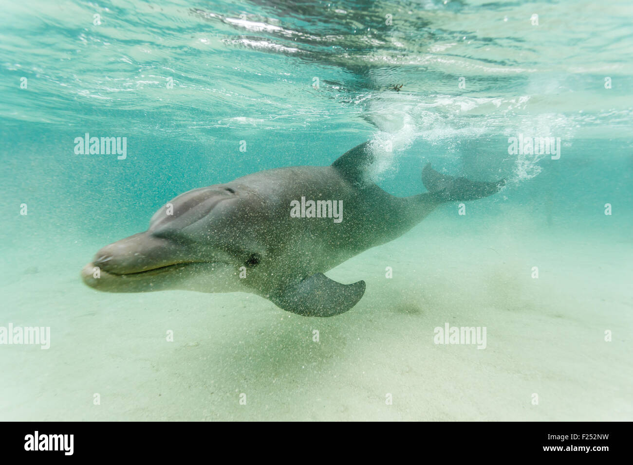 Bottlenose dolphin swimming underwater Stock Photo - Alamy