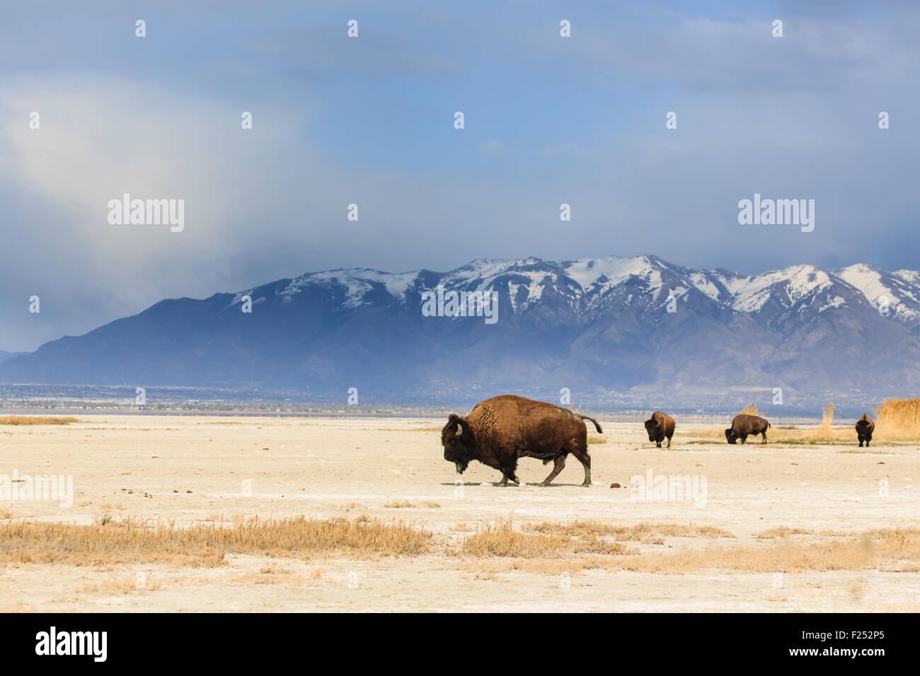 Roaming Buffalo High Resolution Stock Photography and Images - Alamy