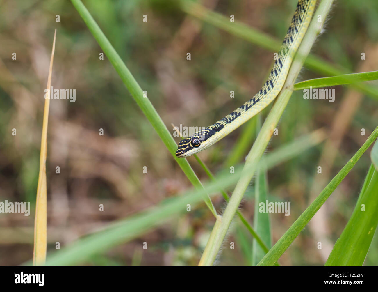 Green snake hi-res stock photography and images - Alamy