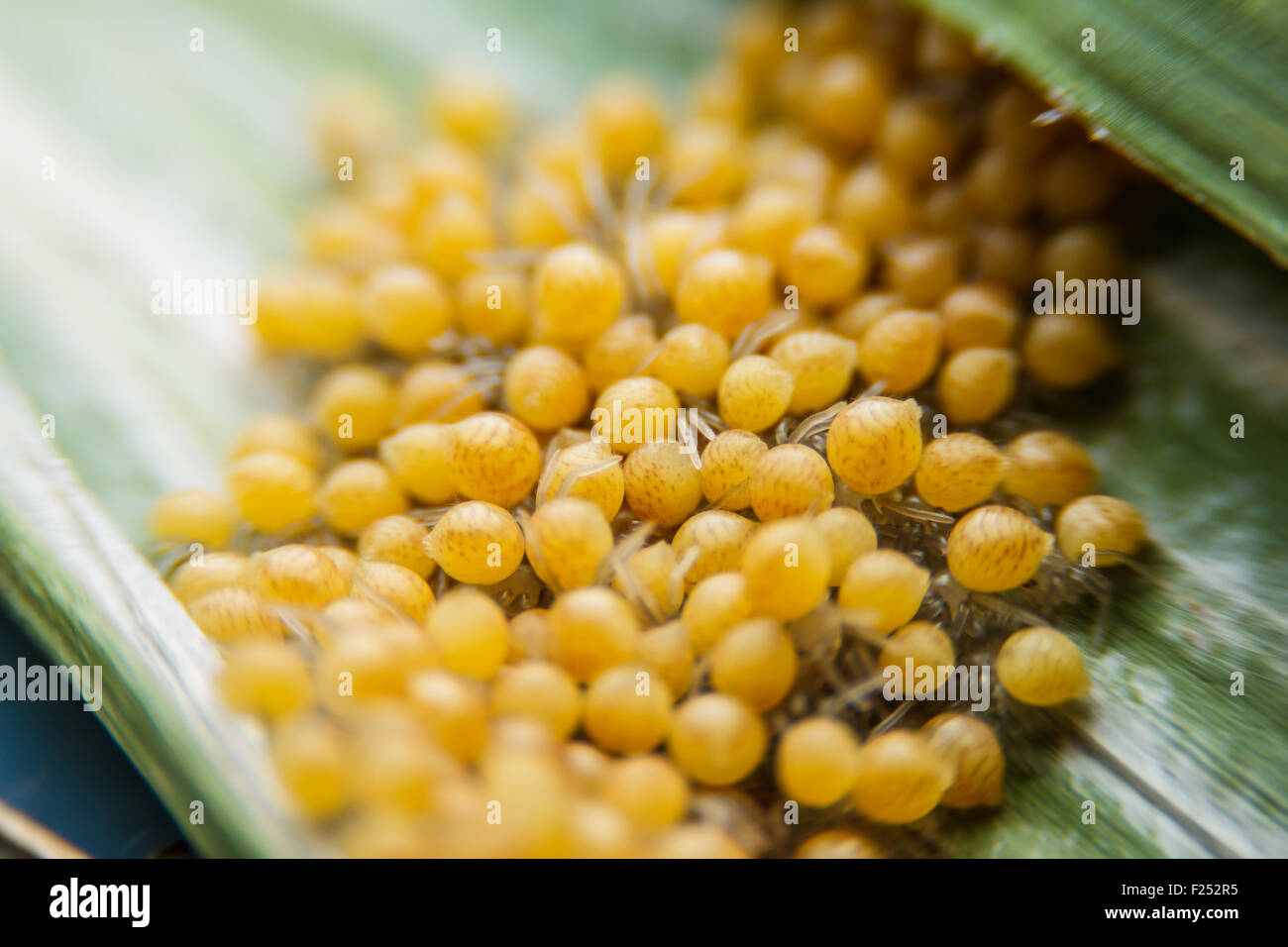 Bug babies leaf hi-res stock photography and images - Alamy