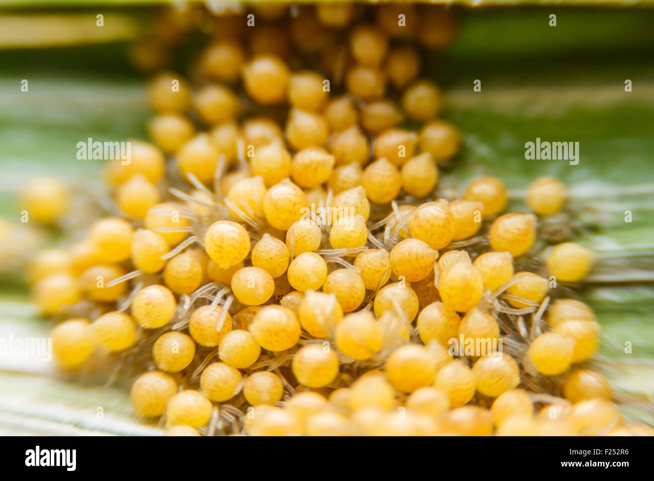 Groups of babies spider Stock Photo - Alamy