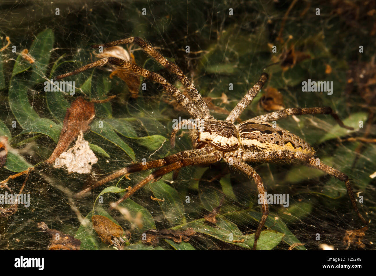 Wolf spider eating hi-res stock photography and images - Alamy