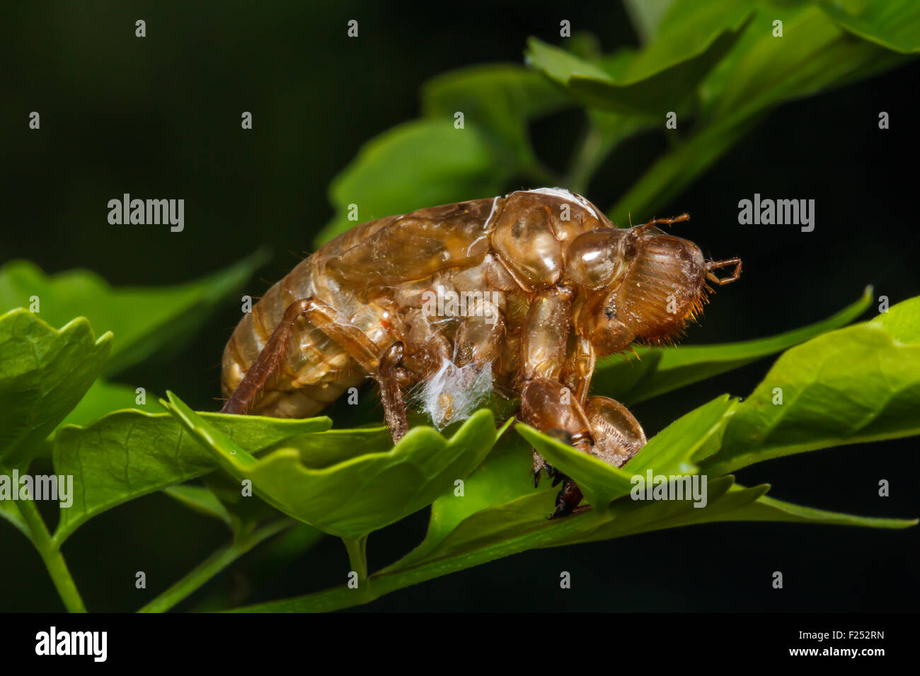 Cicada life cycle hi-res stock photography and images - Alamy