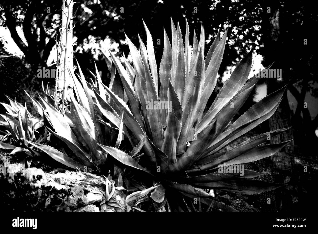 Black and White Agave Stock Photo - Alamy
