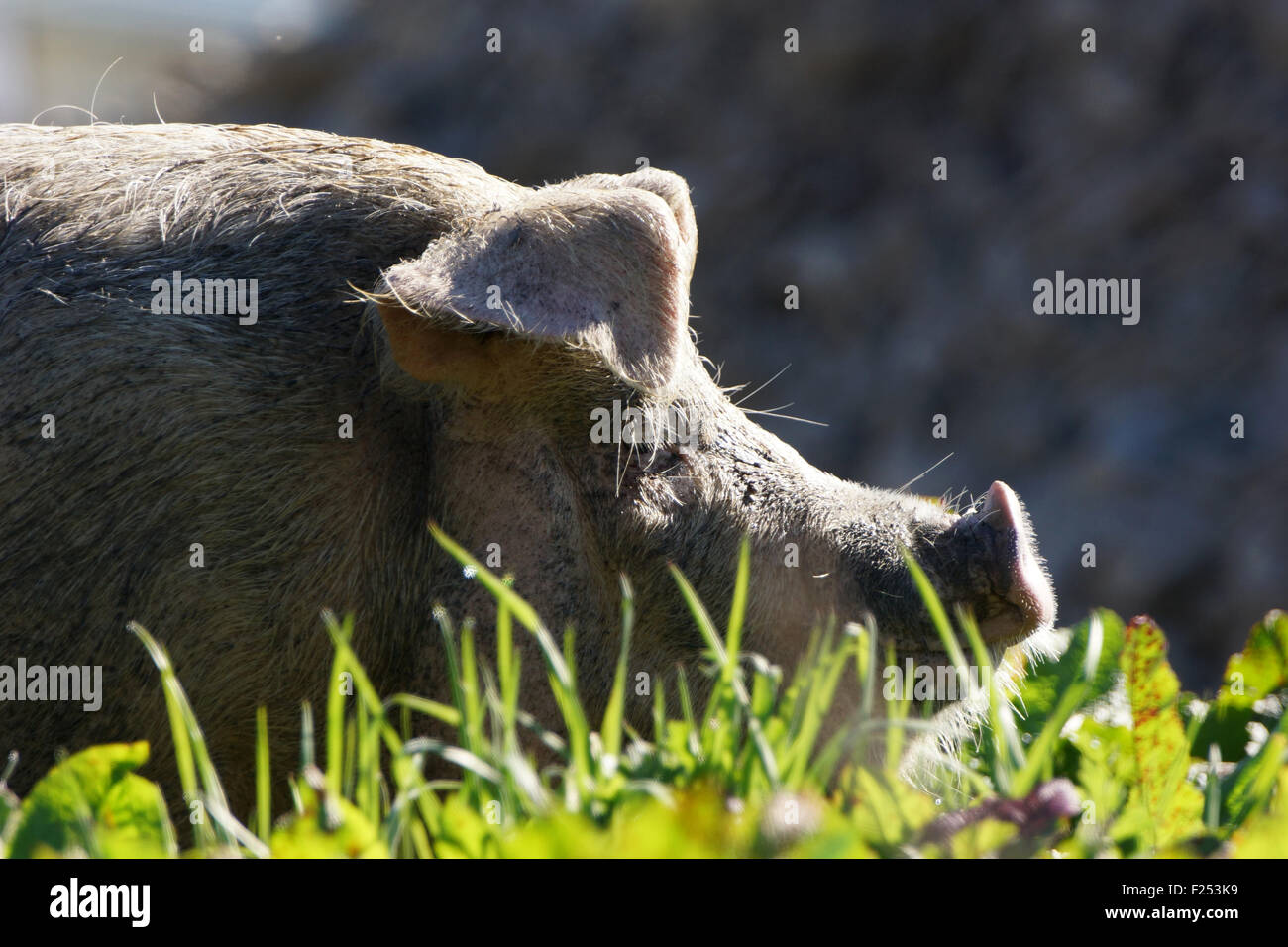Piggish hi-res stock photography and images - Alamy