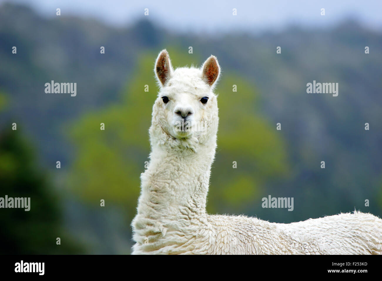 White alpaca, Vicugna pacos, in farm paddock, Westland, New Zealand ...