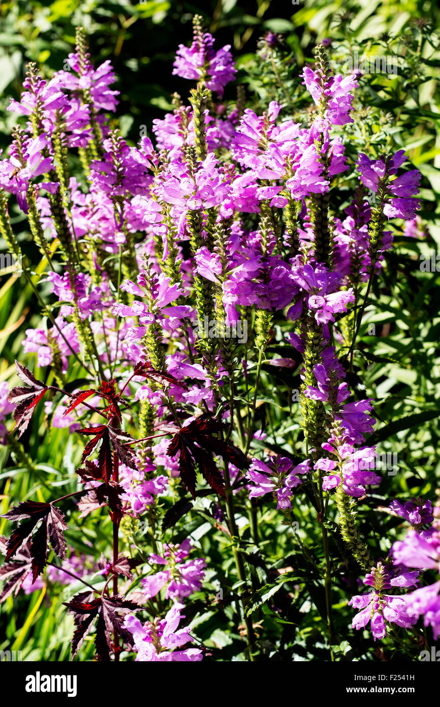 Lavender pink hi-res stock photography and images - Alamy