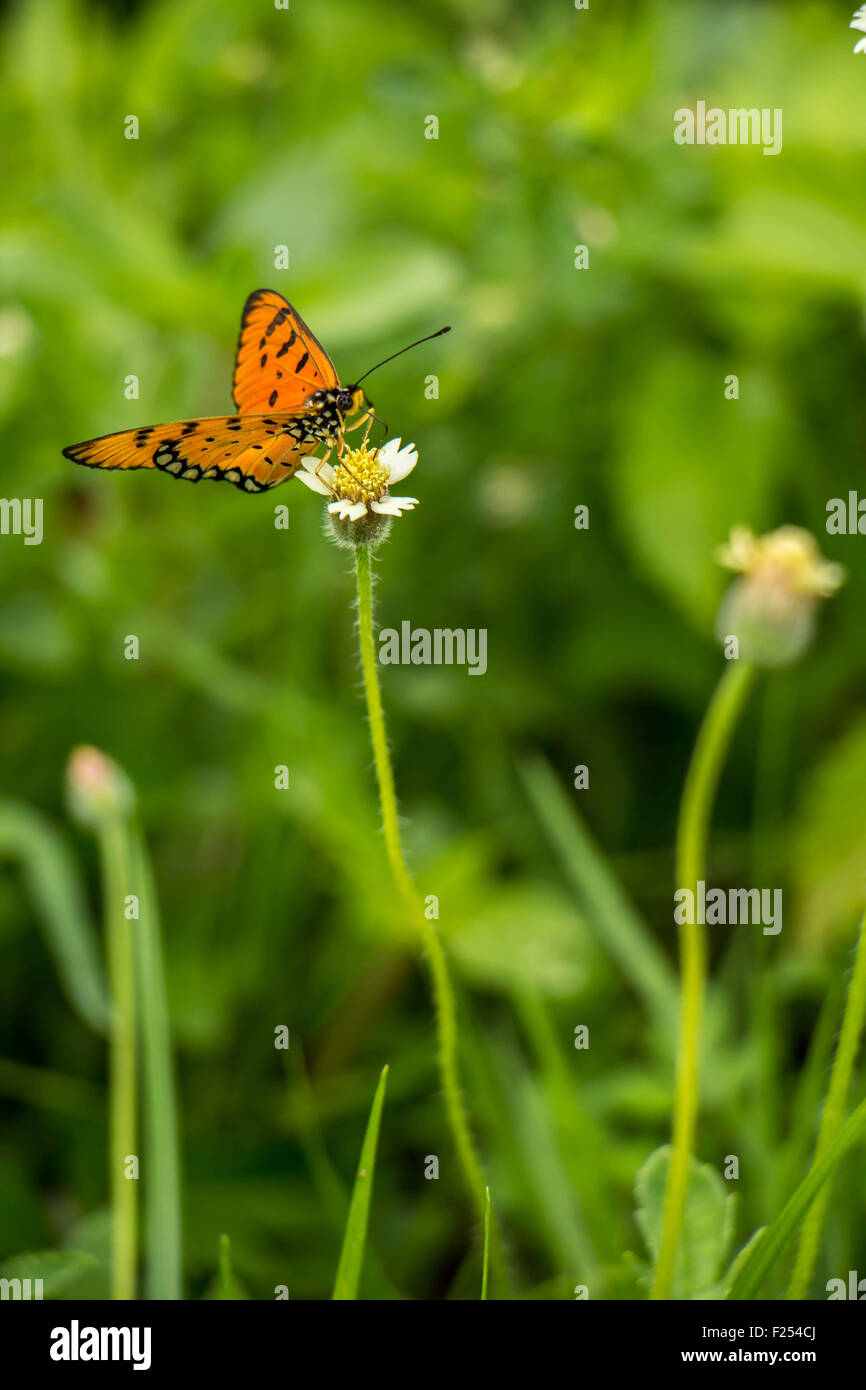 fly, green, white, flower, yellow, leaf, grass, black, macro, season ...