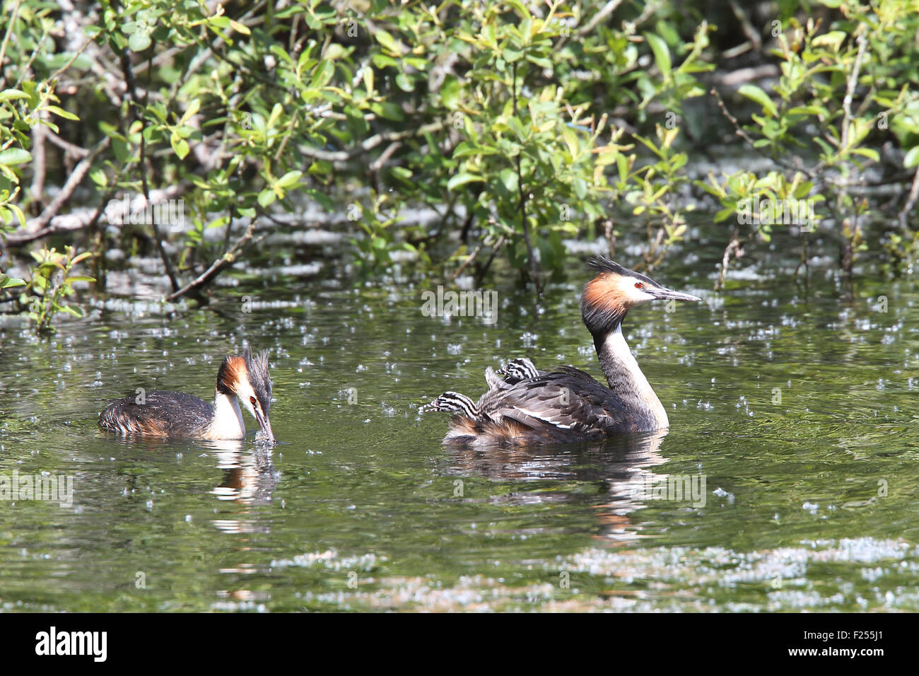 Great Crested Grebe (Podiceps cristatus), two adults with two chicks ...