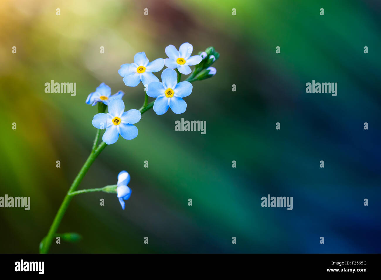 Forget me not flowers over green blurred background, macro photo with ...