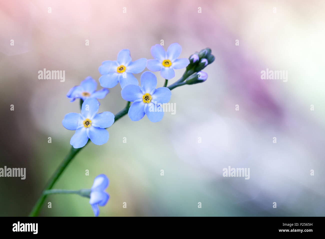 Forget me not flowers over colorful blurred background, macro photo ...