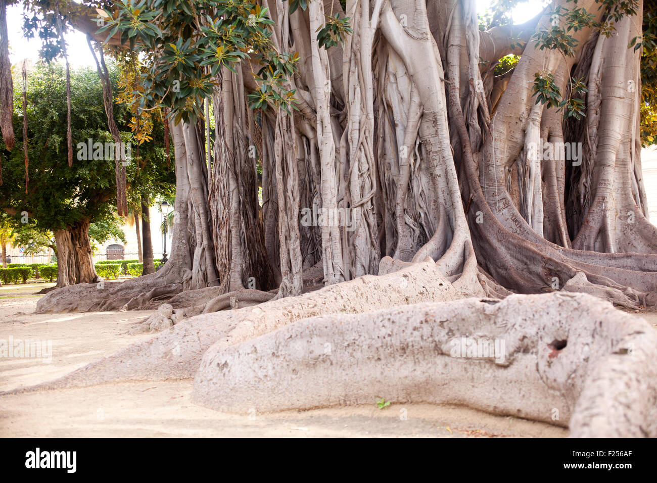 View of Big ficus tree in Palermo Stock Photo - Alamy