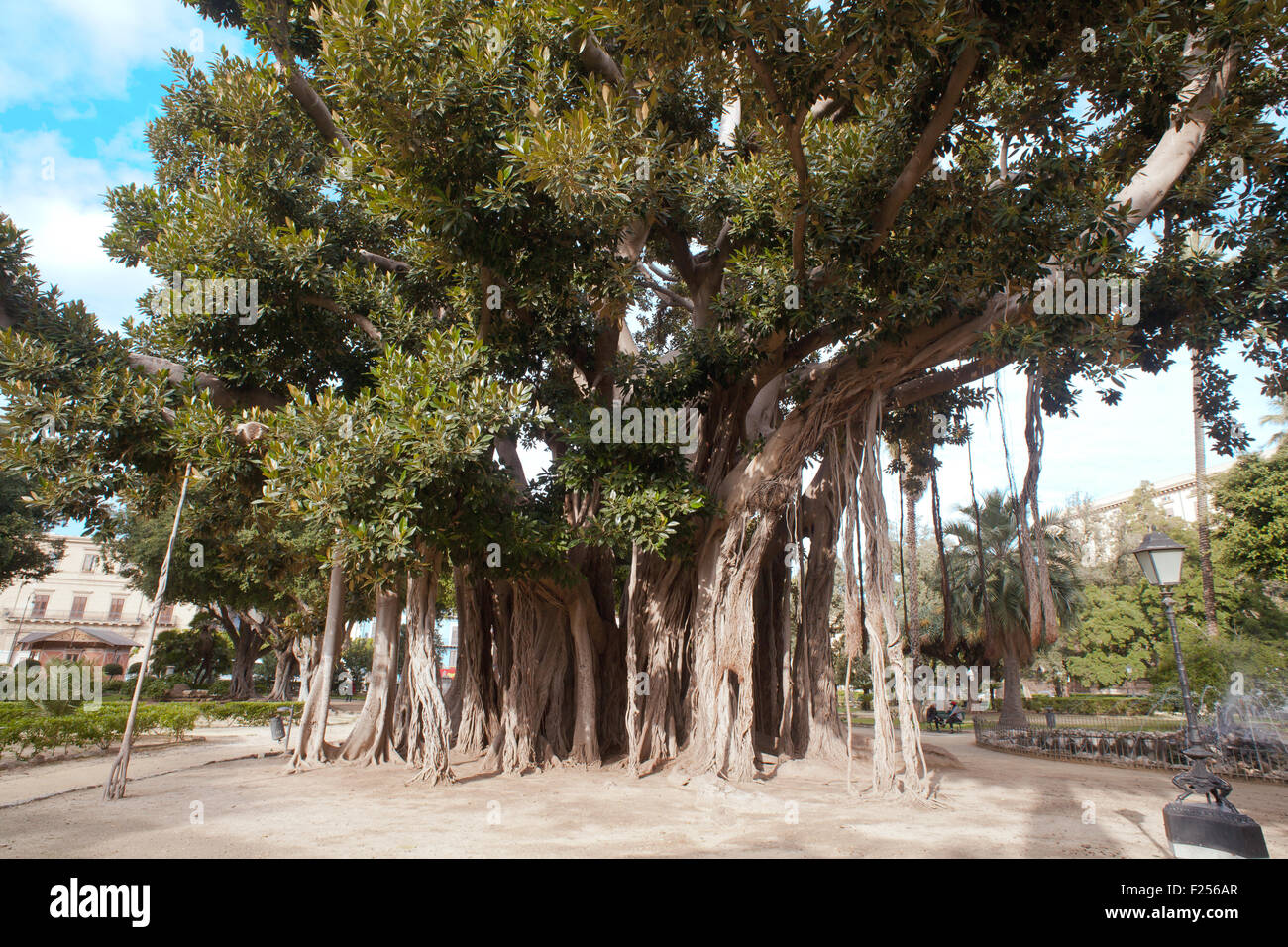 View of Big ficus tree in Palermo Stock Photo - Alamy