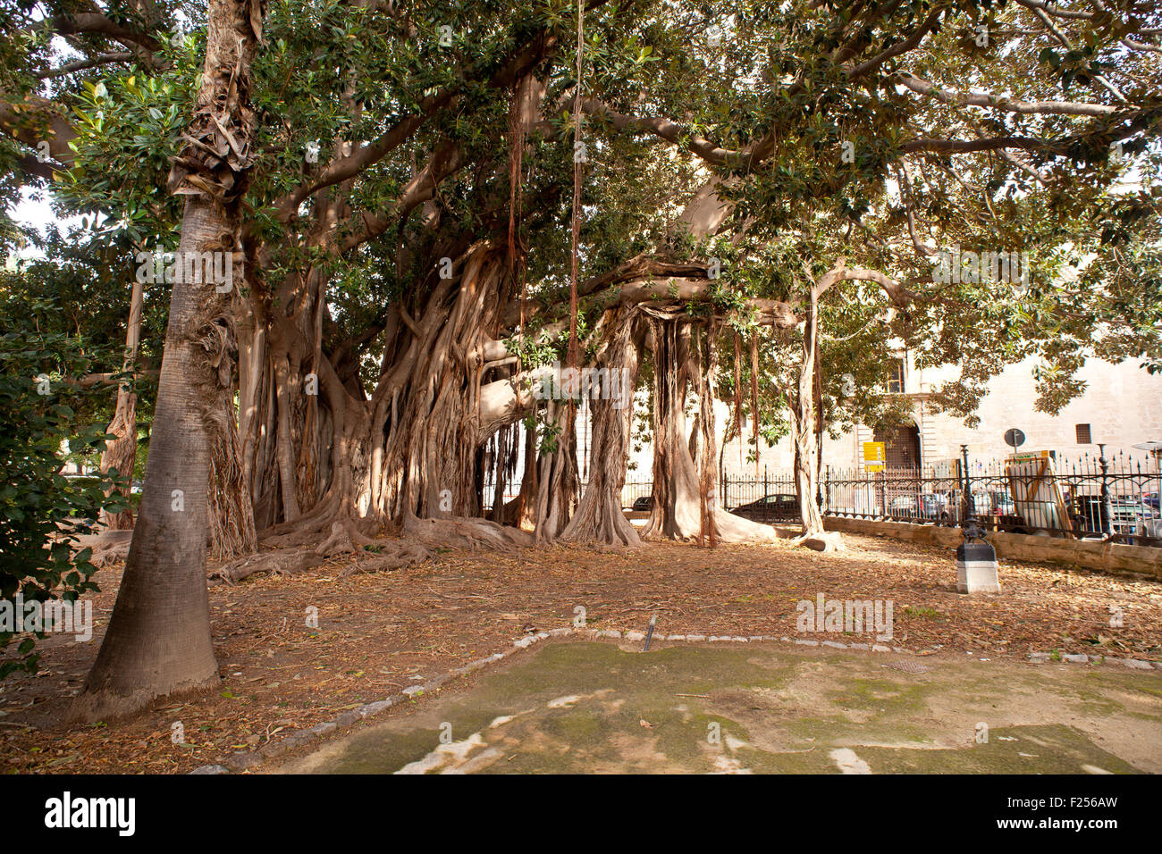 Palermo sicily roots hi-res stock photography and images - Alamy