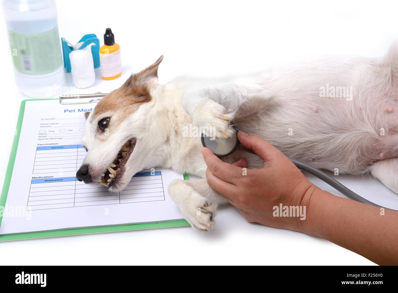 Veterinarians checking injured dog health after has leg treatment Stock ...