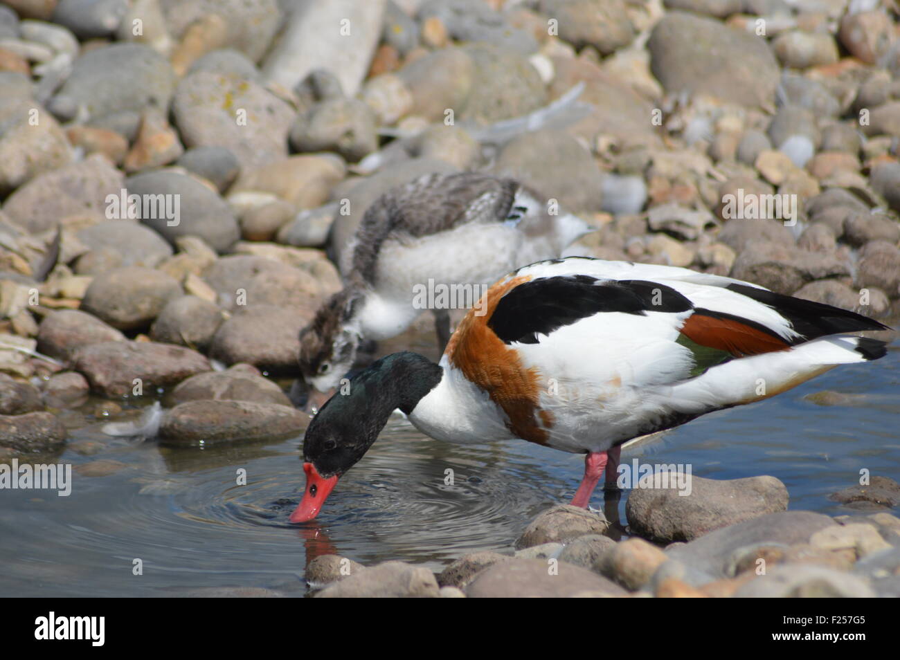 Shelduck water bird hi-res stock photography and images - Alamy