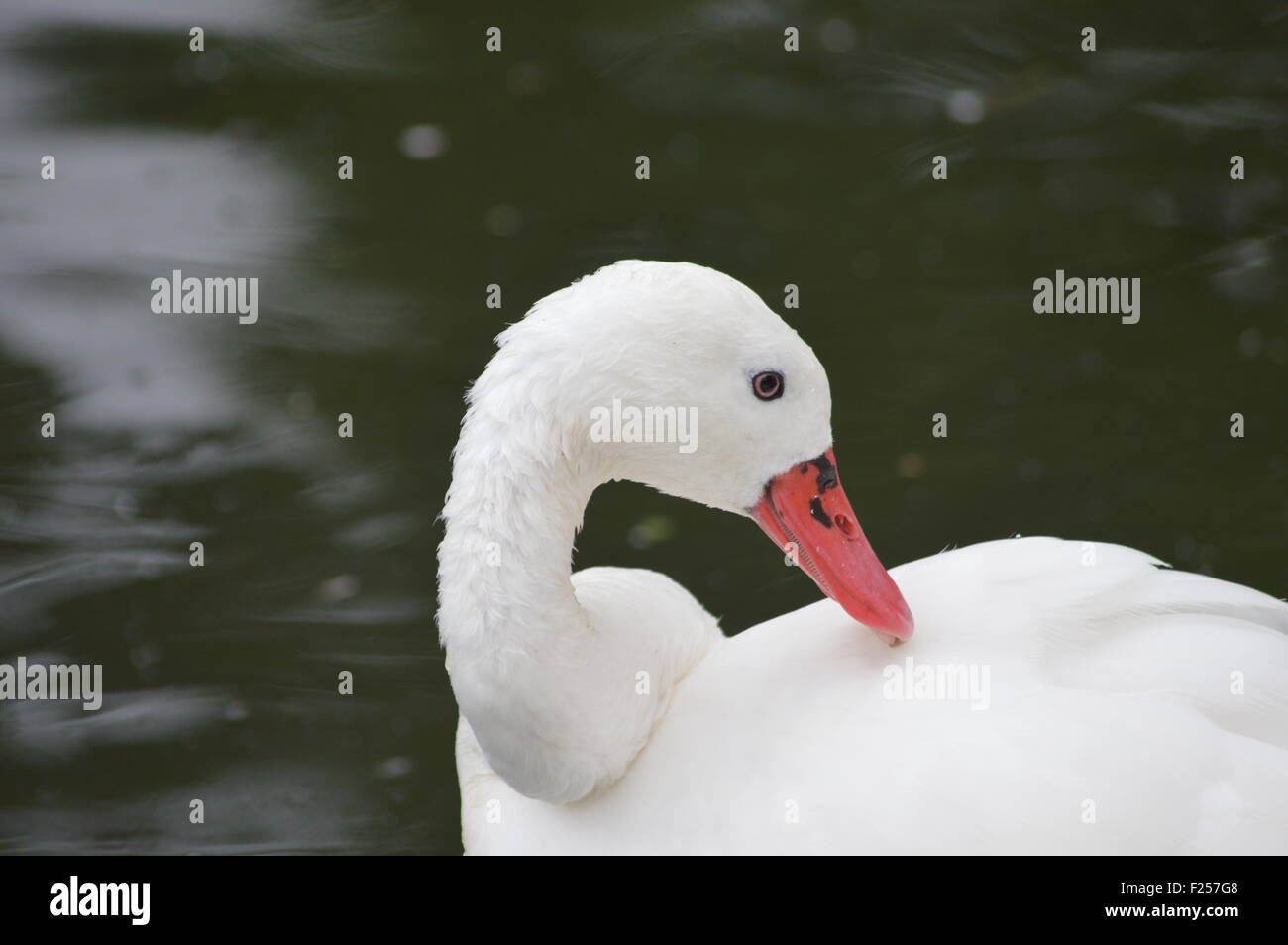 Coscoroba hi-res stock photography and images - Alamy