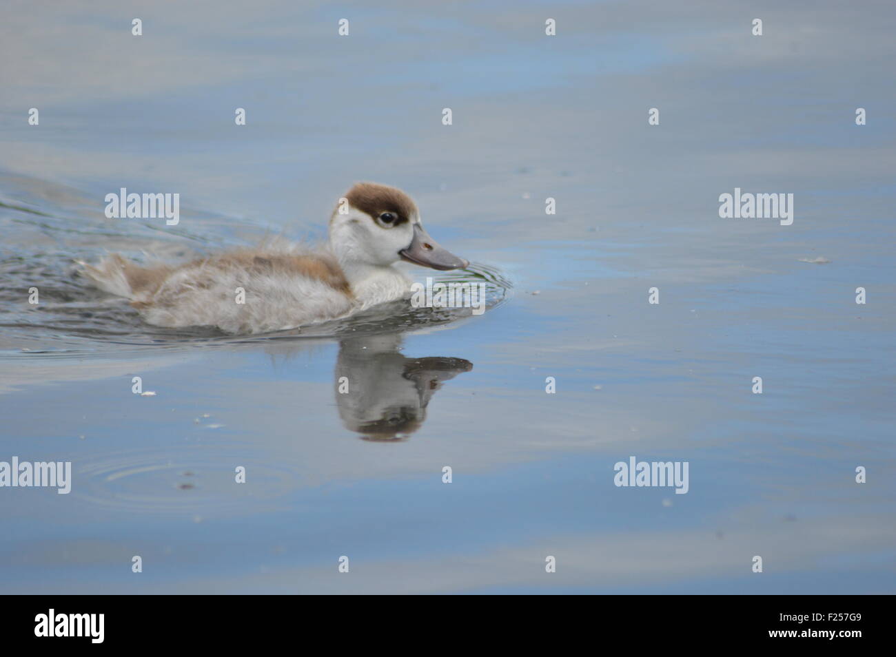 Single duckling swimming hi-res stock photography and images - Alamy