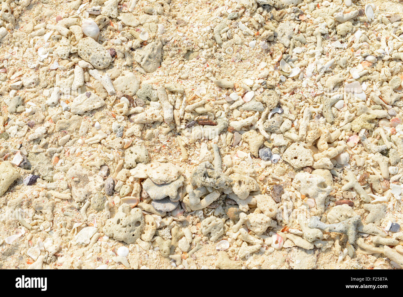 Collection of sea shells and stones hi-res stock photography and images ...