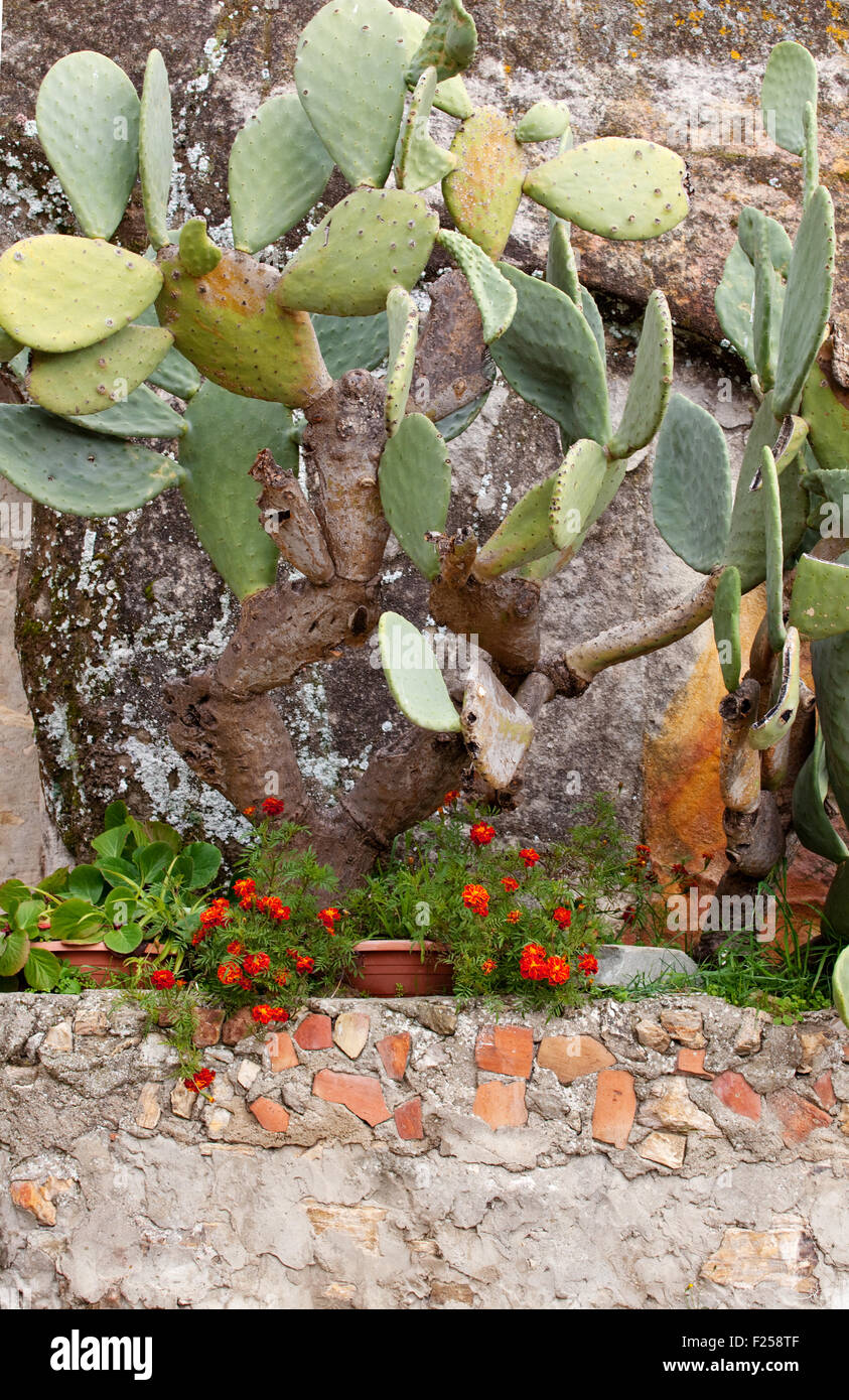 Sicilian cactus - plant of Prickly pears Stock Photo - Alamy