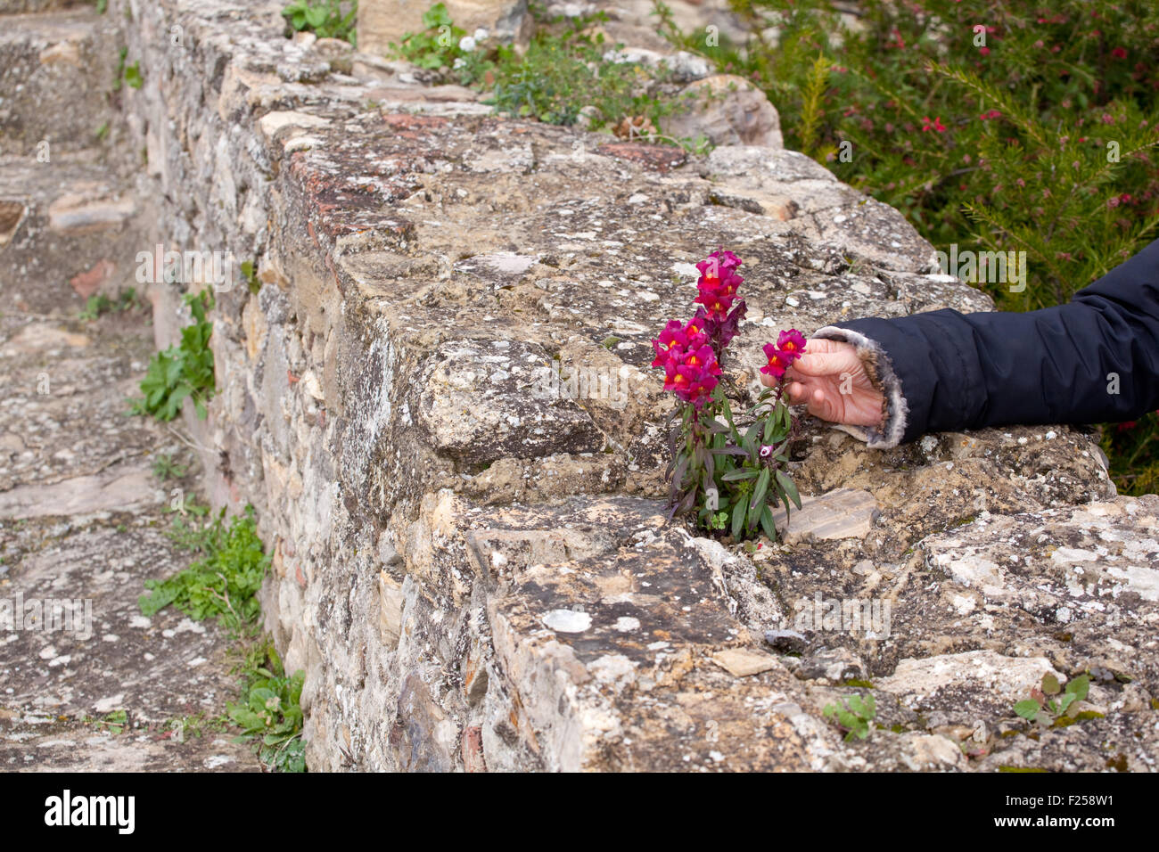 Take a flower hi-res stock photography and images - Alamy